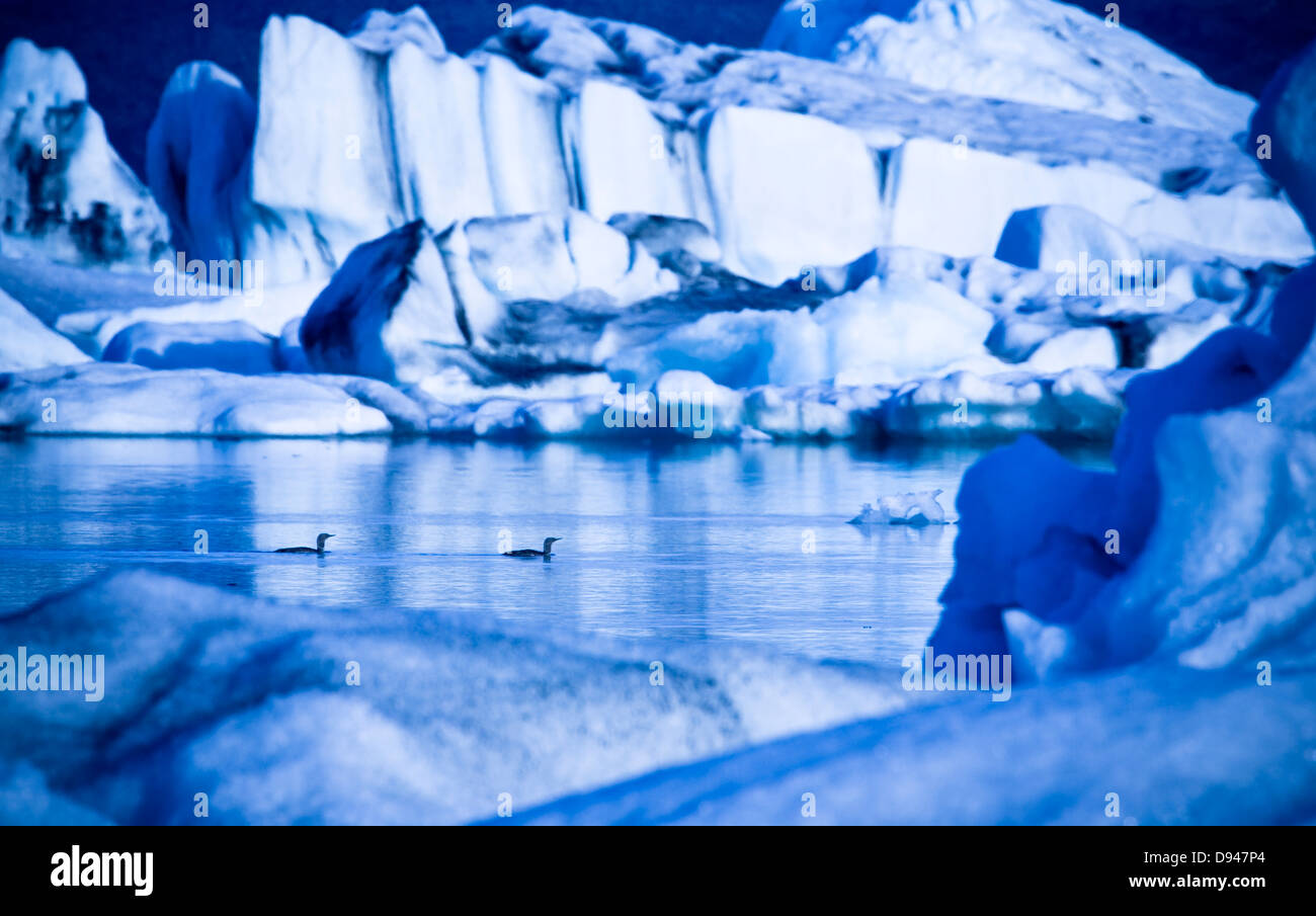 Red-throated loon in water by ice berg, Iceland Stock Photo - Alamy