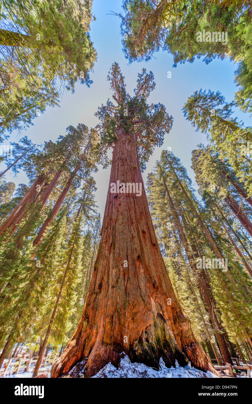 Majestic conifer tree in forest Stock Photo - Alamy