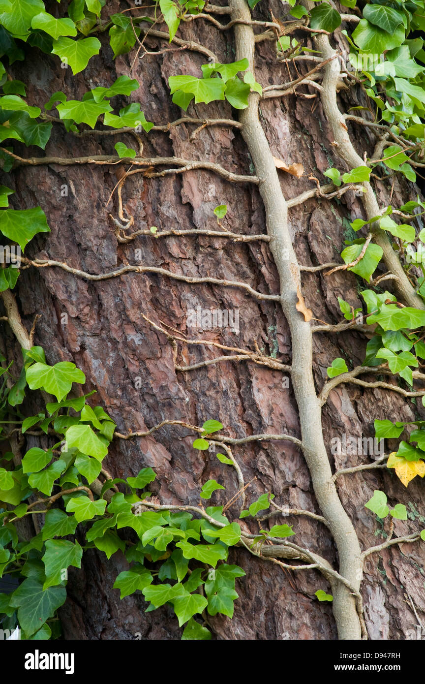 Ivy tree trunk hi-res stock photography and images - Alamy