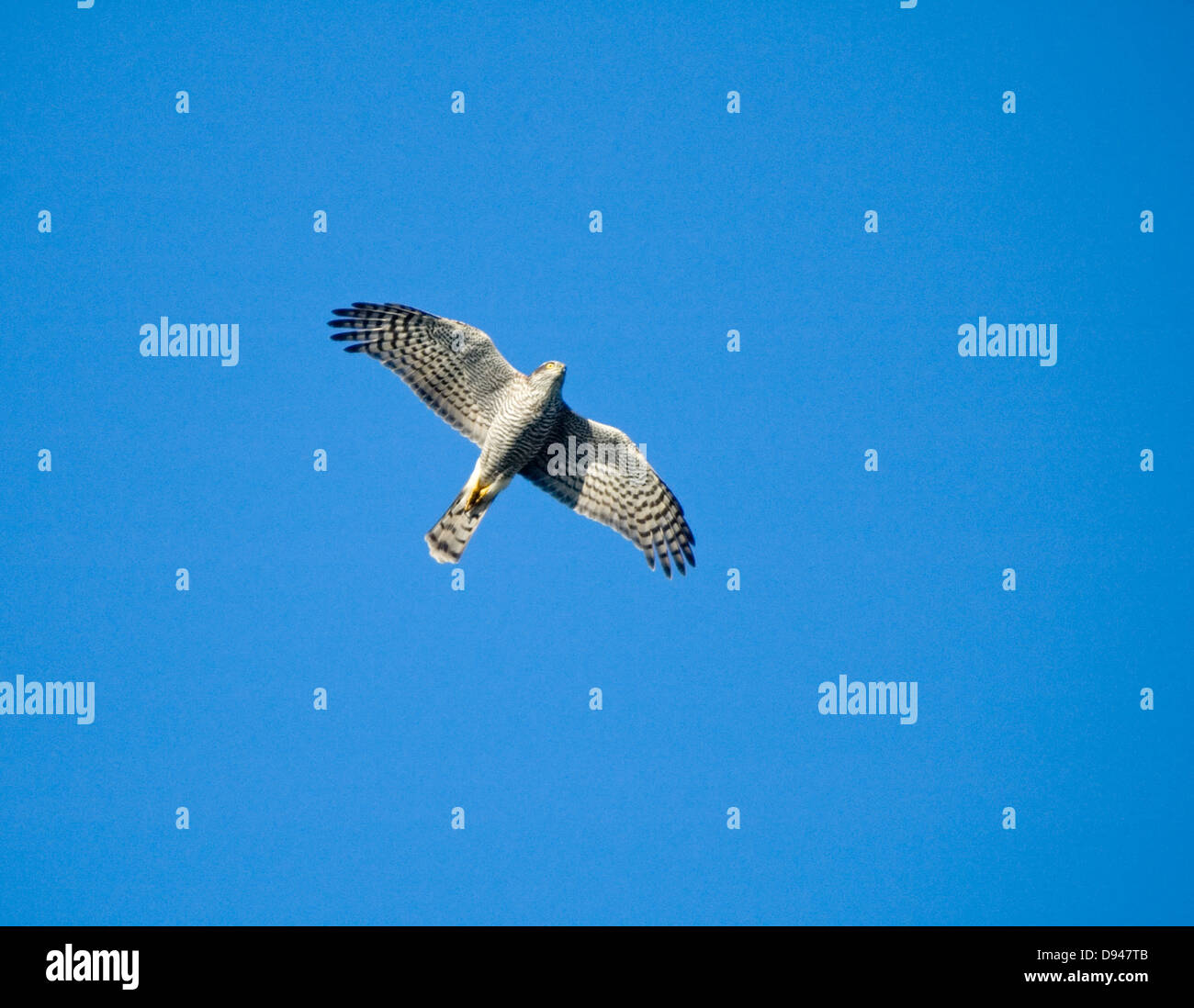 Sparrow hawk flying hi-res stock photography and images - Alamy