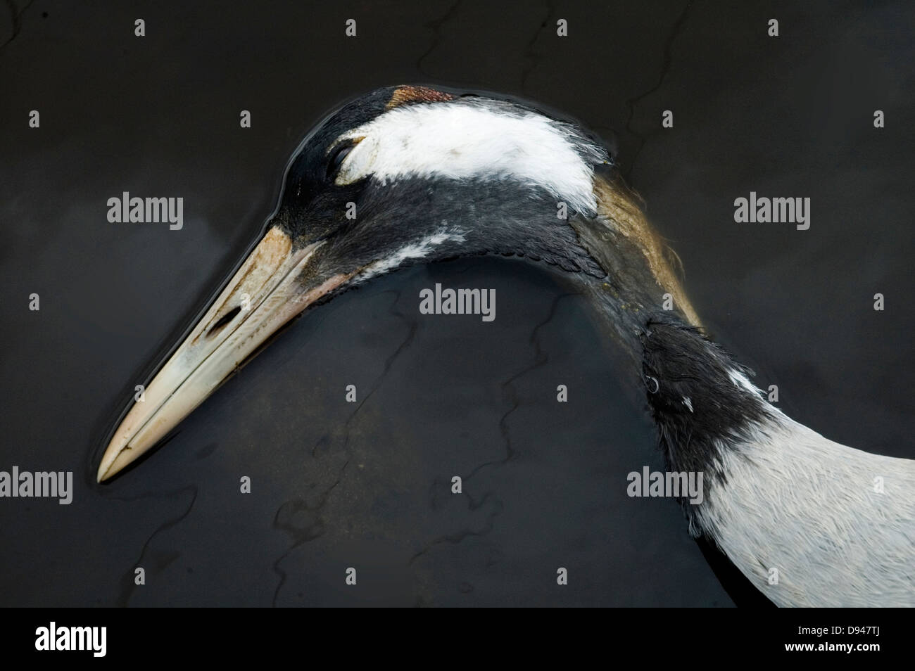 A dead crane Stock Photo - Alamy