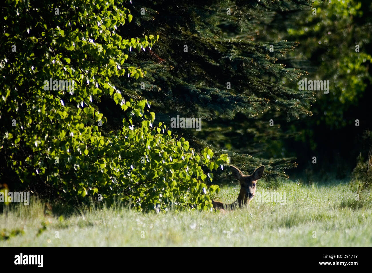 A roe deer in the forest, Sweden Stock Photo - Alamy
