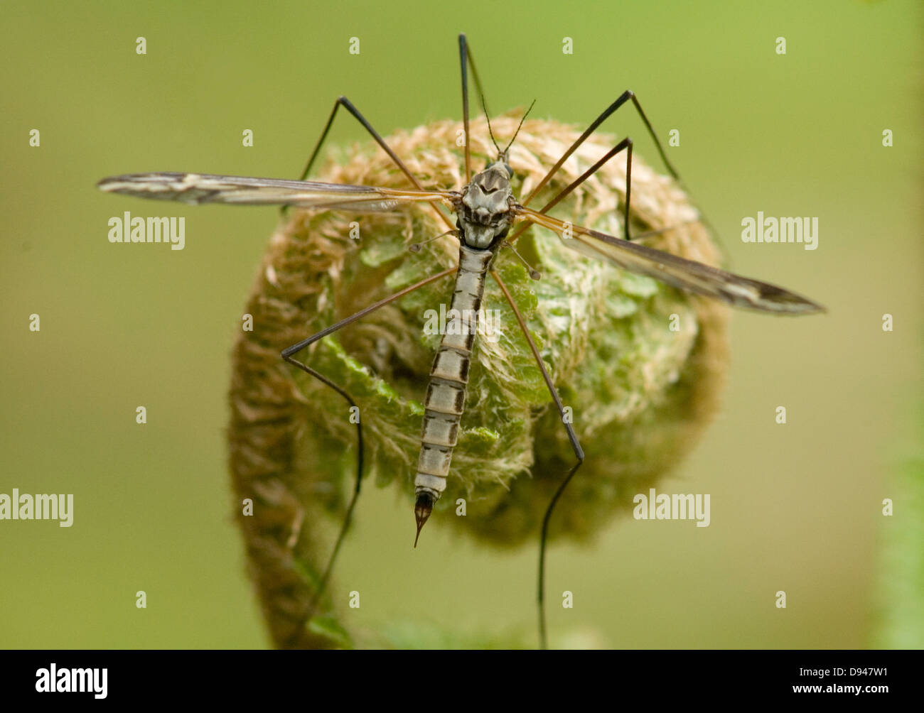 A true fly, close-up Stock Photo - Alamy