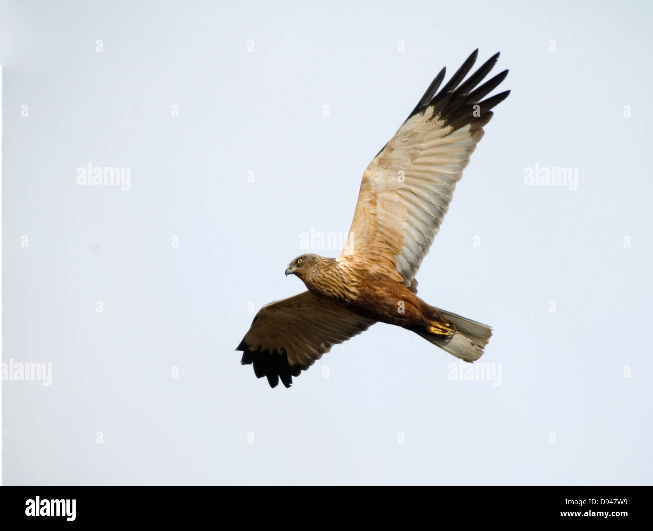 Harrier flying hi-res stock photography and images - Alamy