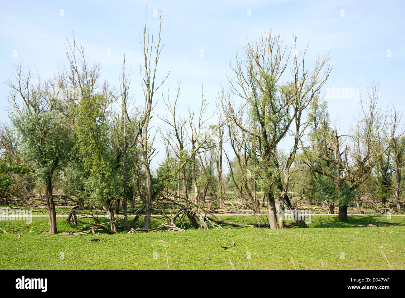 forest with dead and fallen trees after a storm Stock Photo - Alamy