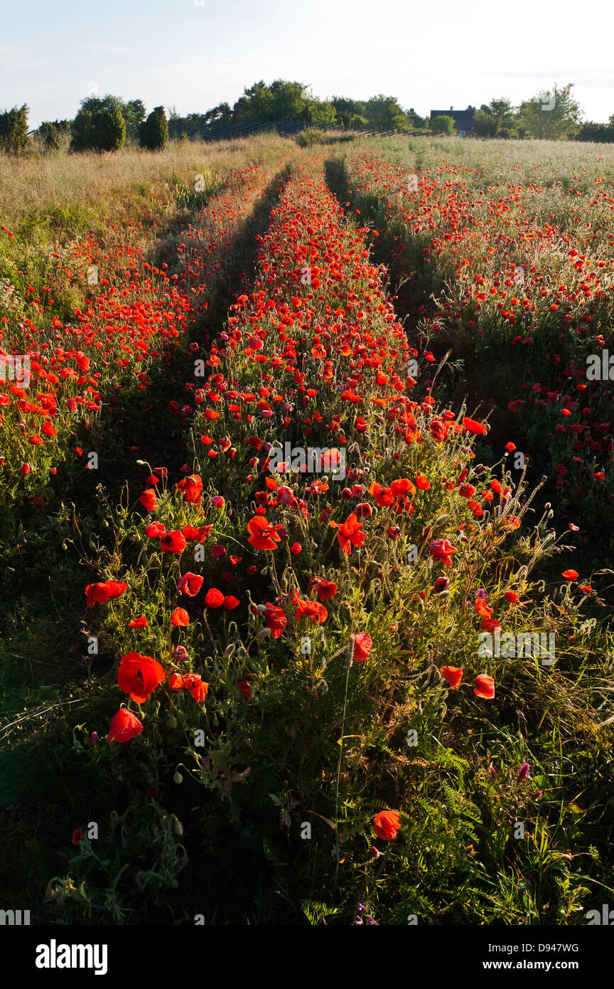 Vehicle track in field of poppies Stock Photo - Alamy