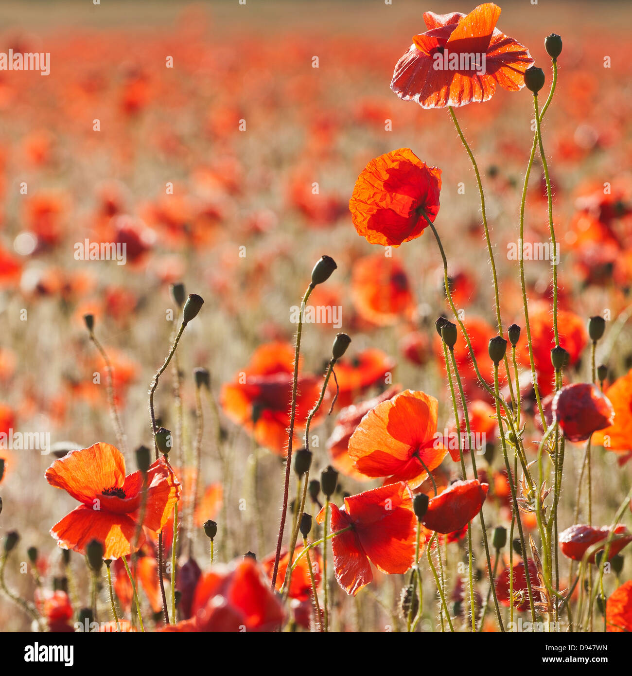 Field of poppies Stock Photo - Alamy