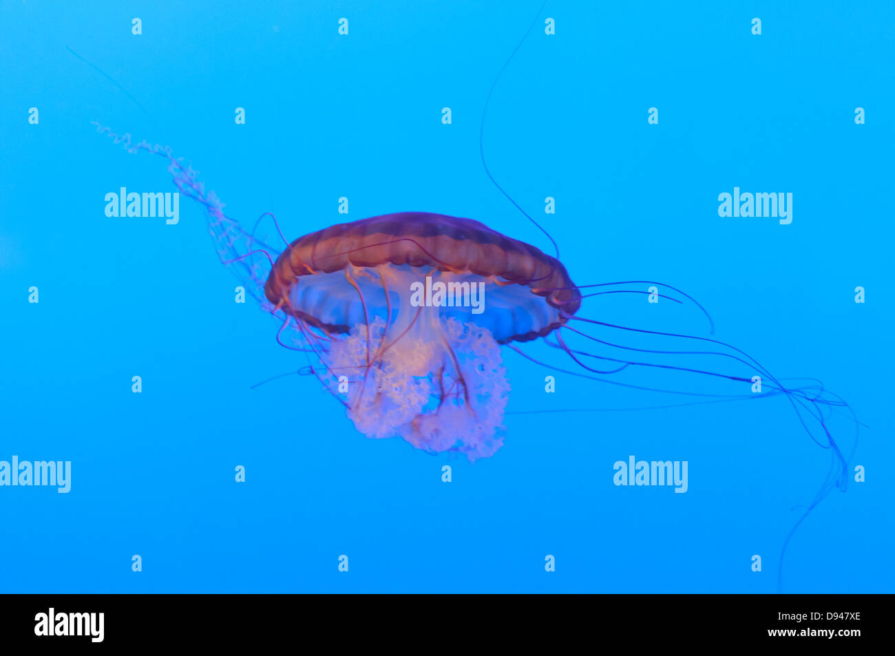 View of jellyfish Stock Photo - Alamy