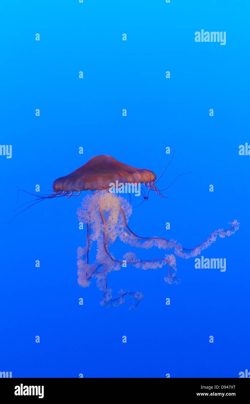 View of jellyfish Stock Photo - Alamy