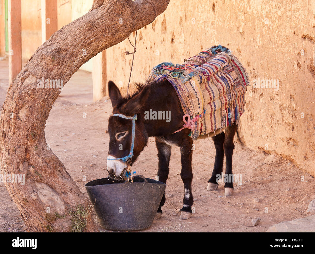 Donkey eating hi-res stock photography and images - Alamy