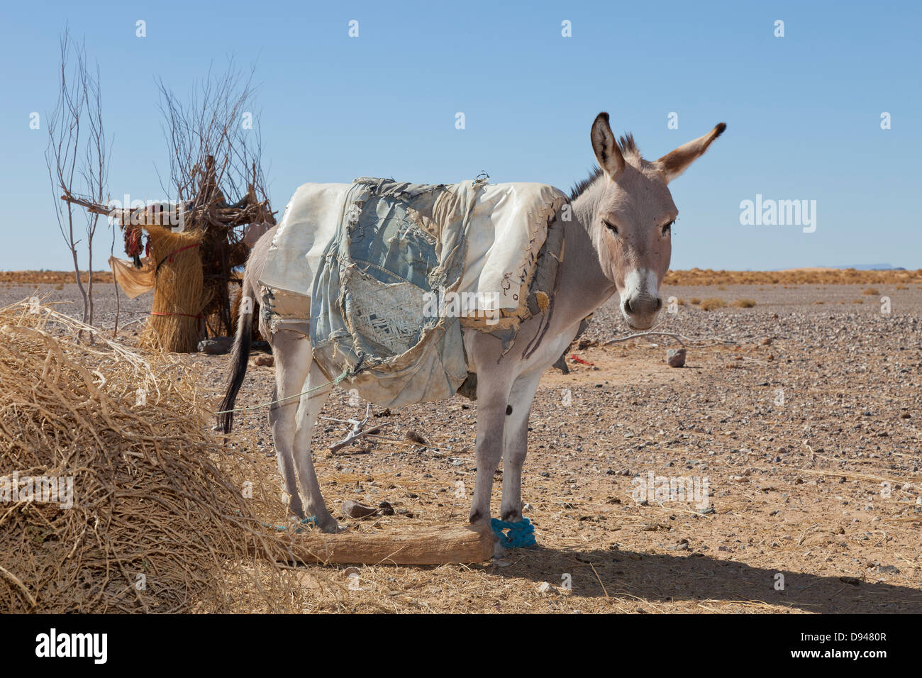 Donkey on desert Stock Photo - Alamy