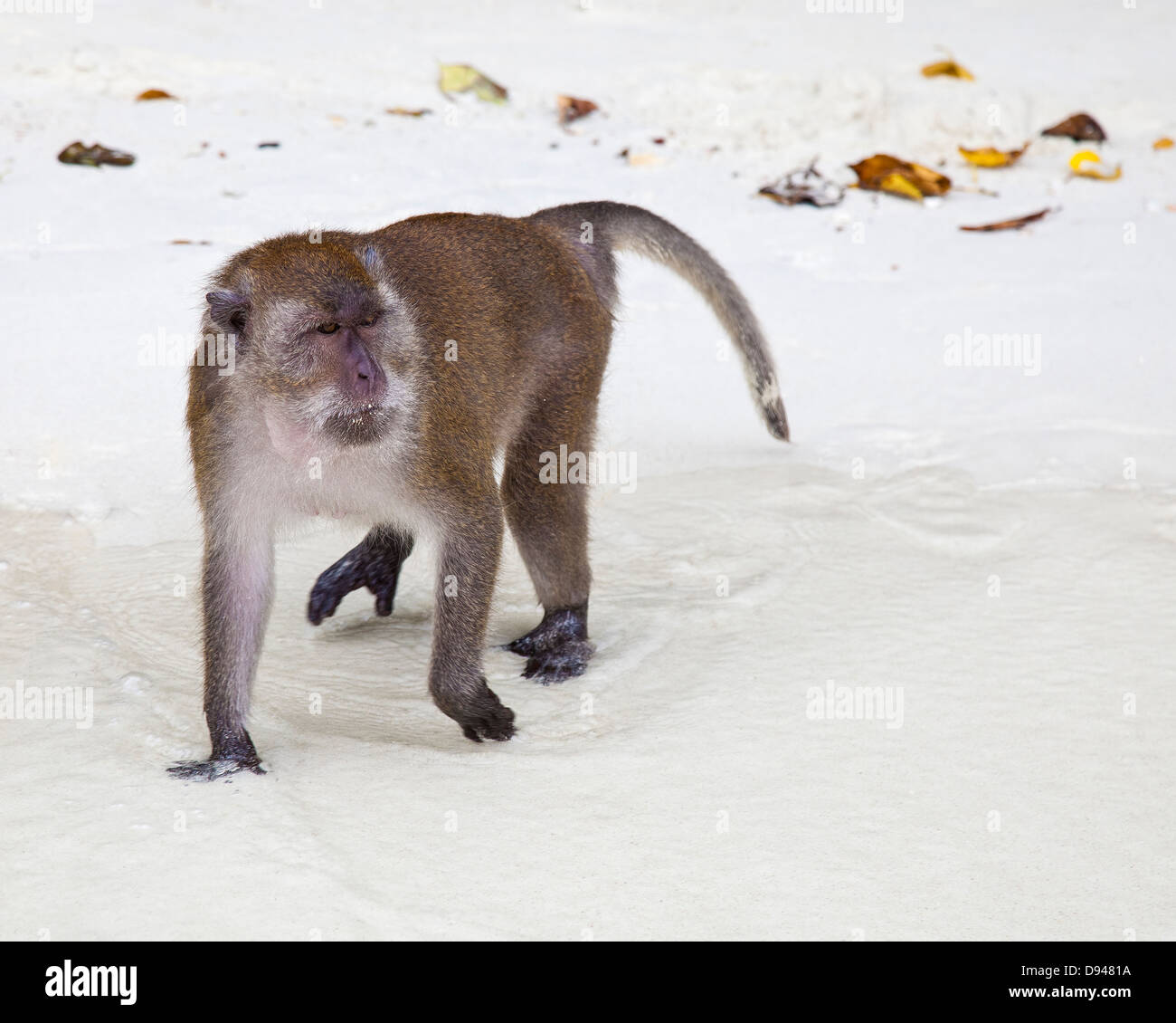 Macaque on beach hi-res stock photography and images - Alamy