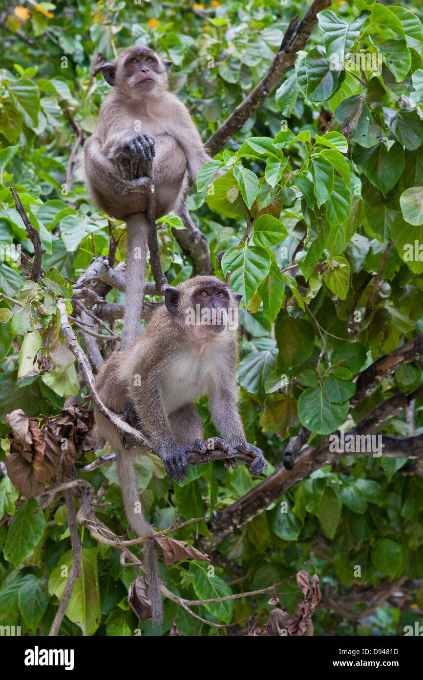 Monkey tall tree hi-res stock photography and images - Alamy