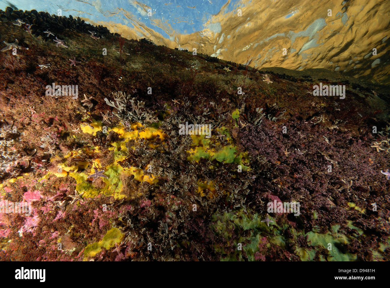 Coral weed hi-res stock photography and images - Alamy