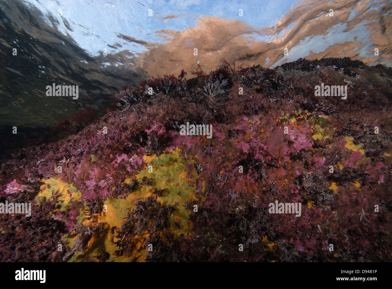 Sponge coral hi-res stock photography and images - Alamy