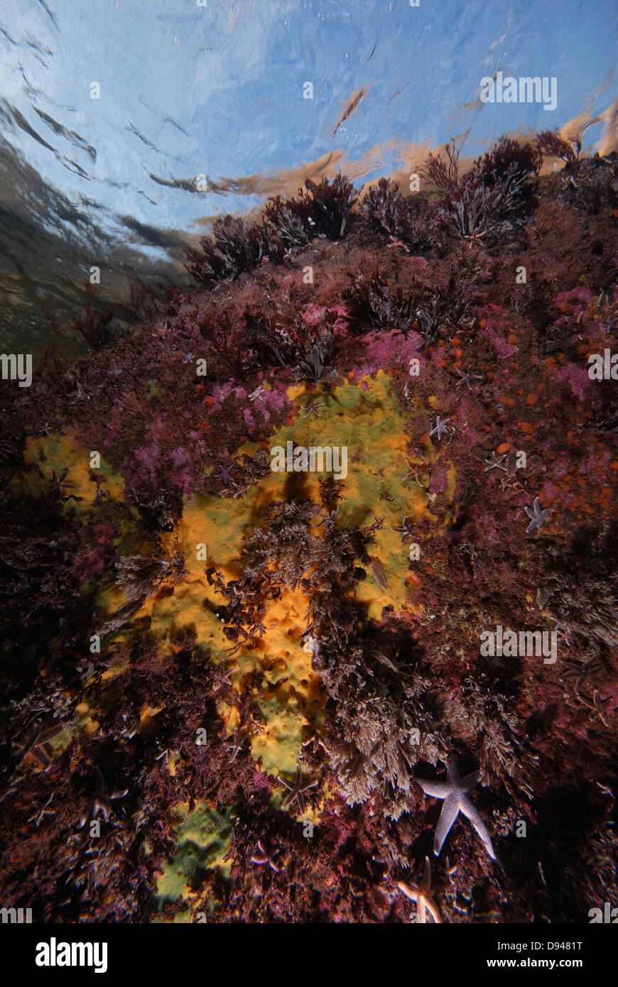 Sponge and coral weed, Sweden Stock Photo - Alamy
