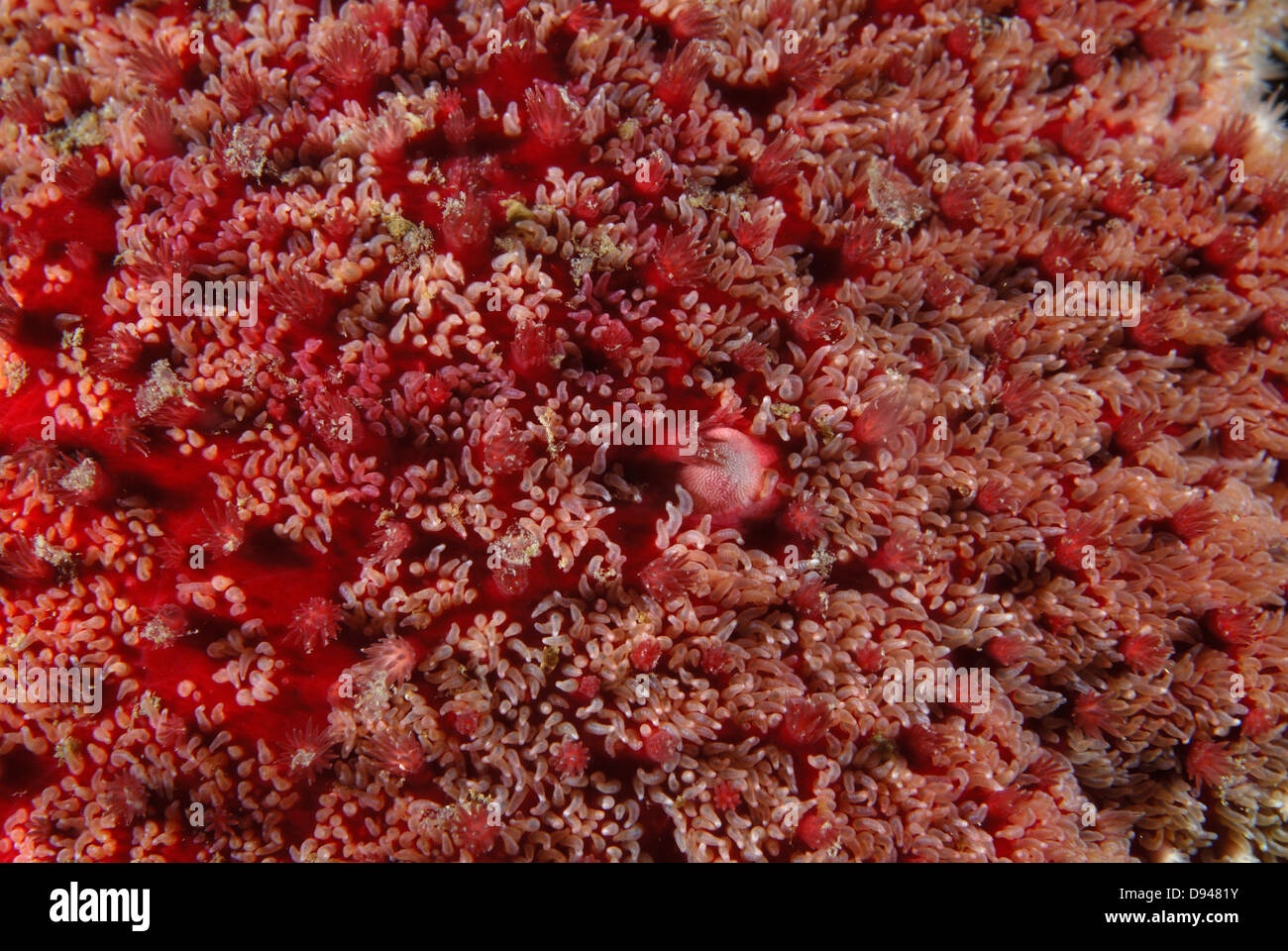 Crossaster papposus hi-res stock photography and images - Alamy