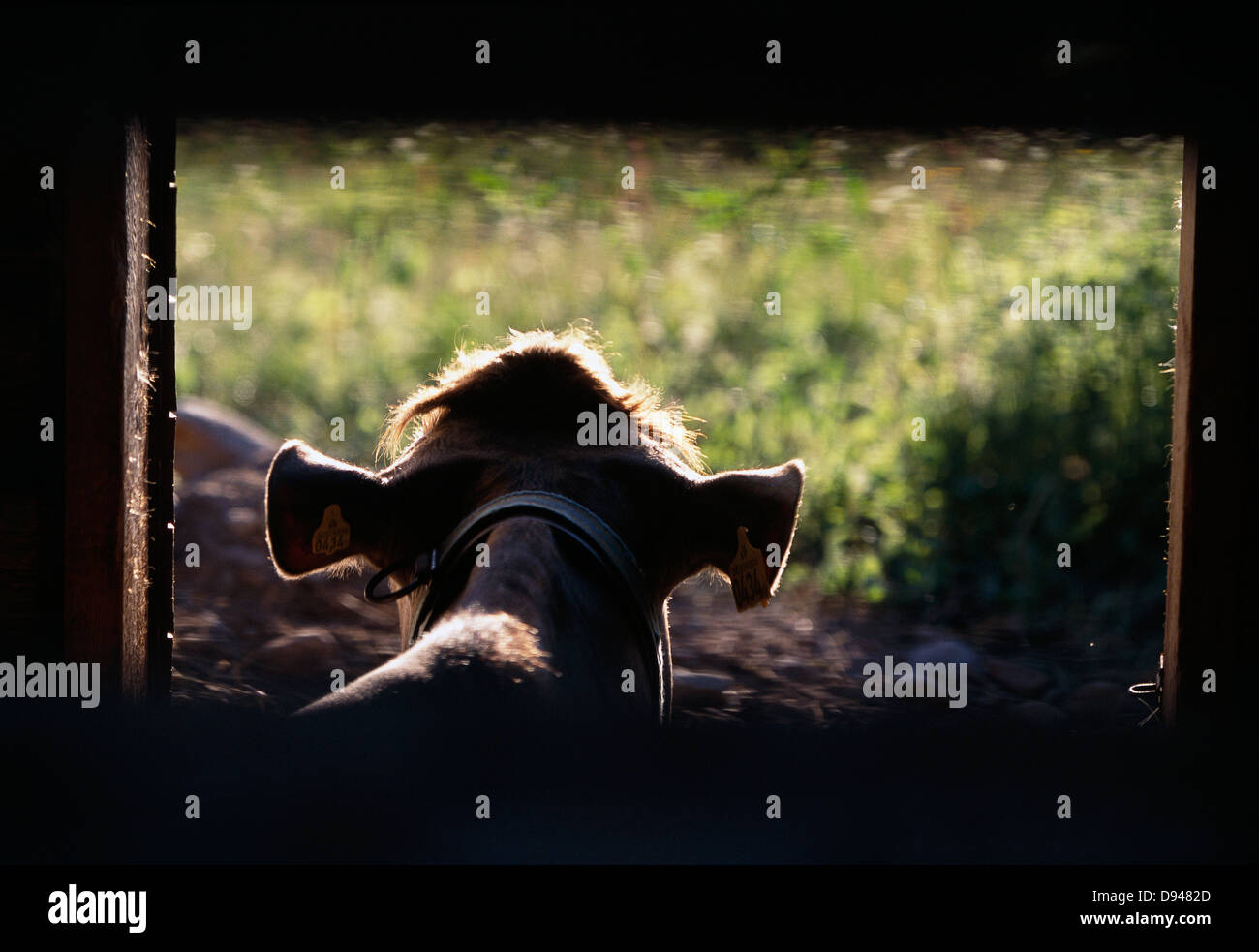 A cow in a cowhouse, Sweden Stock Photo - Alamy