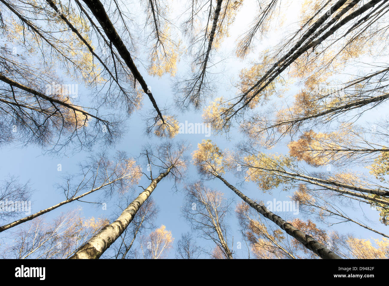 View of the sky with birch trees hi-res stock photography and images ...