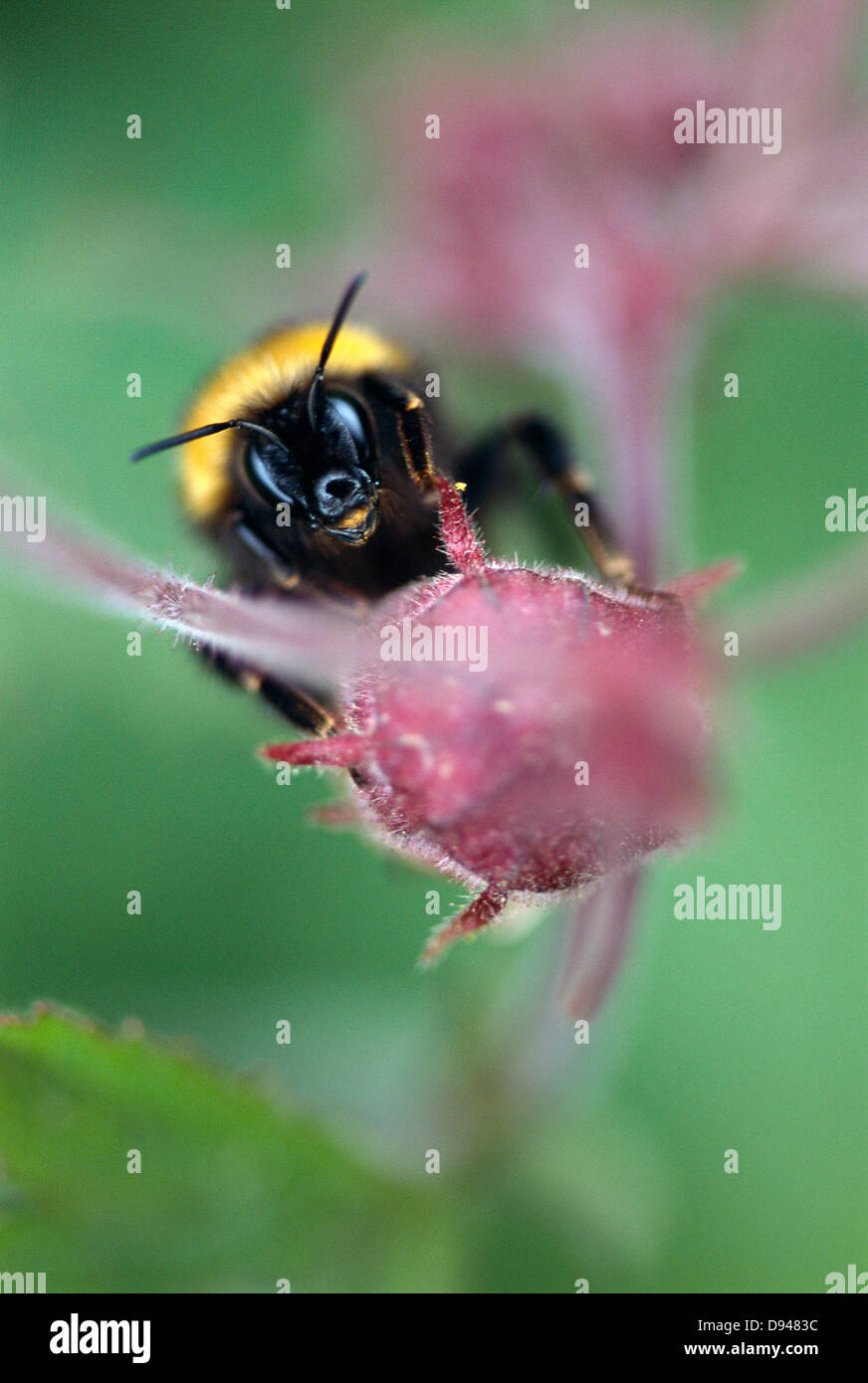 Hop no hi-res stock photography and images - Alamy