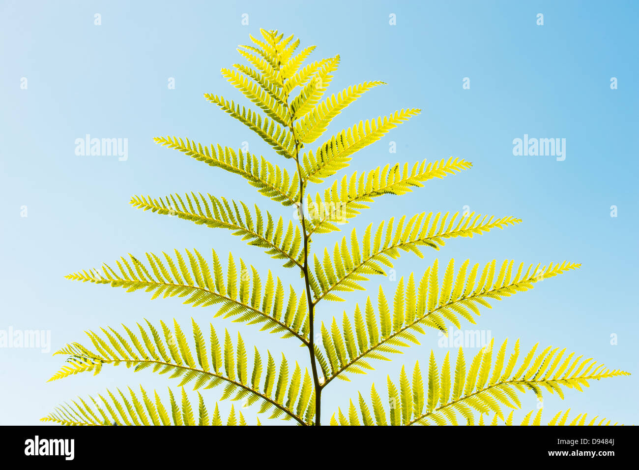 Fern leaf shape hi-res stock photography and images - Alamy