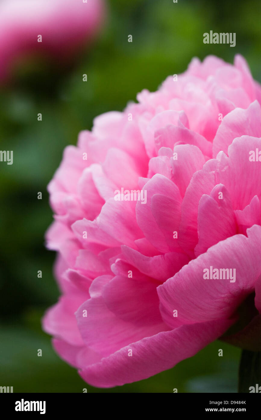 Paeonia flower in an English garden. Peony flower Stock Photo - Alamy