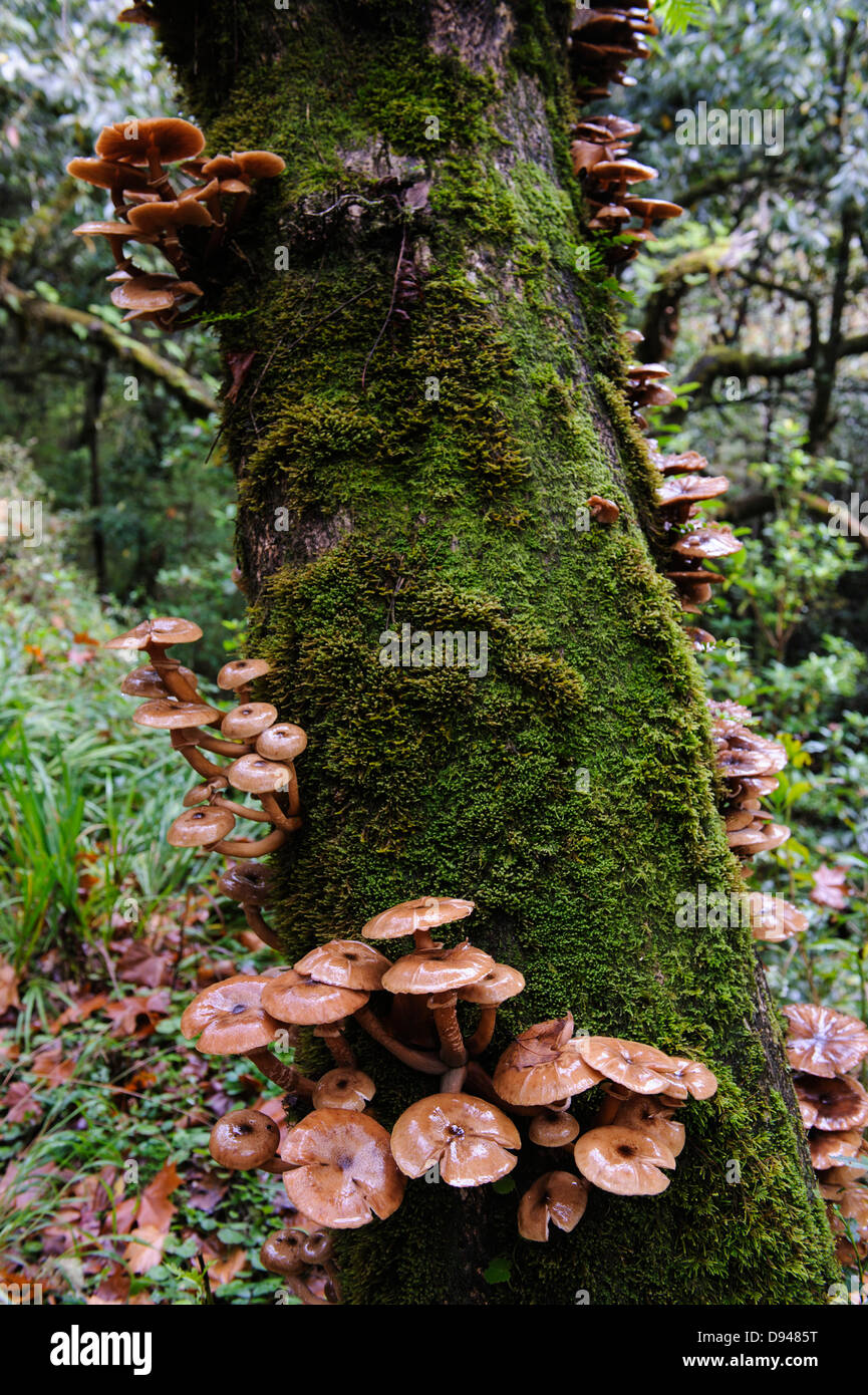 Mushrooms at tree trunk hi-res stock photography and images - Alamy