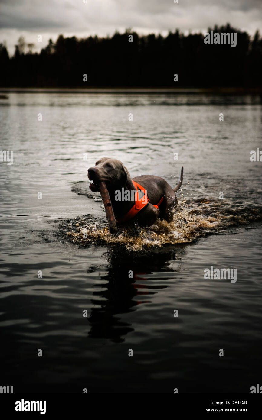 A dog retrieving a stick in the water, Skane, Sweden Stock Photo - Alamy