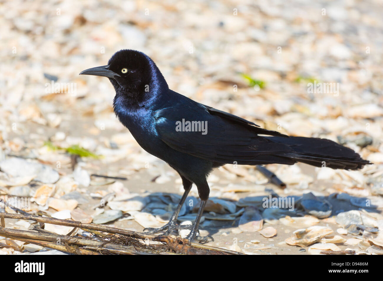 Boat-tailed Grackle, Quiscalus major, male Stock Photo - Alamy