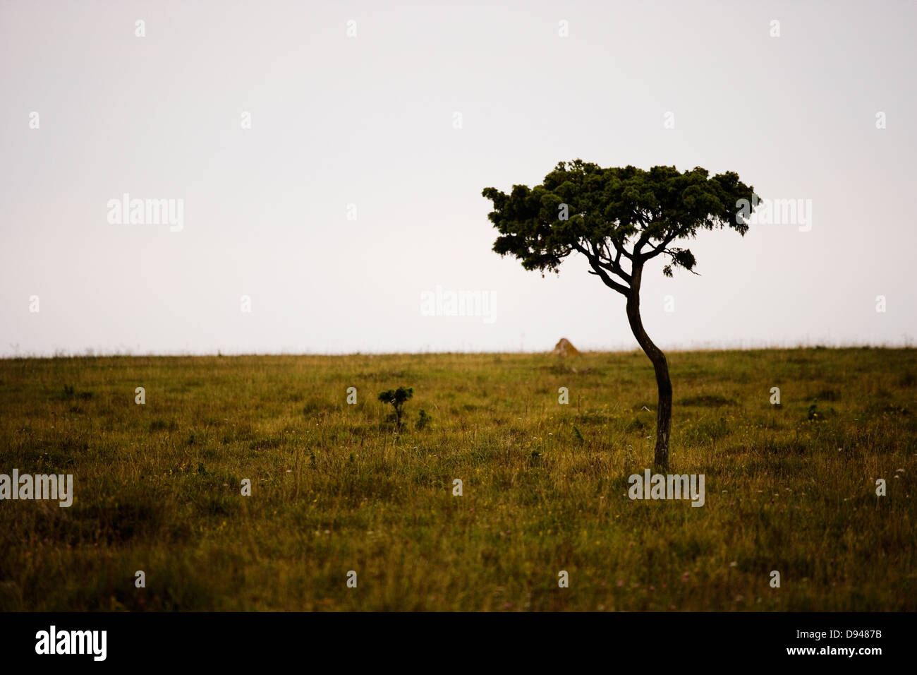 Sweden gotland landscape hi-res stock photography and images - Alamy