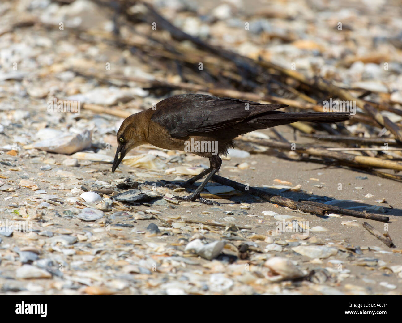 Female grackle hi-res stock photography and images - Alamy
