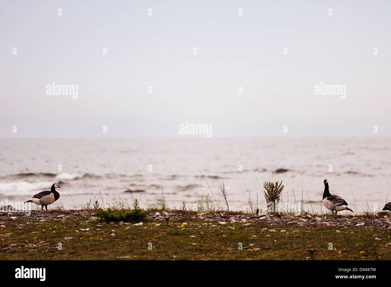 Birds by the sea, Gotland, Sweden Stock Photo - Alamy
