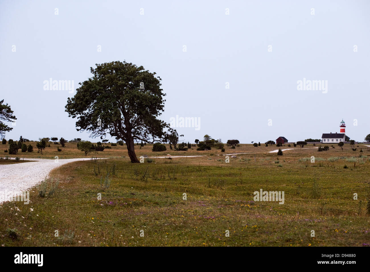 Trees in landscape, Narsholmen, Gotland, Sweden Stock Photo - Alamy
