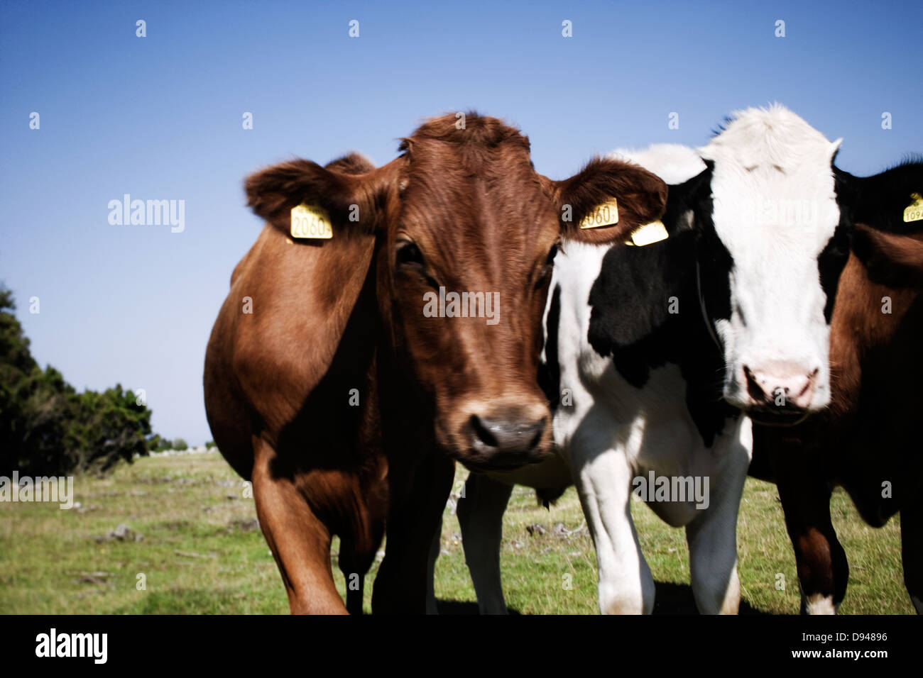 Three cows animals hi-res stock photography and images - Alamy