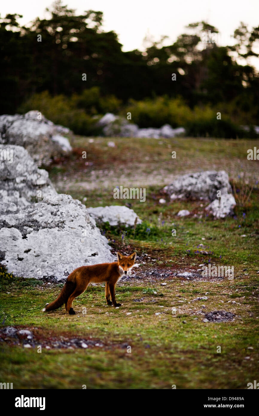 A fox, Gotland, Sweden Stock Photo - Alamy