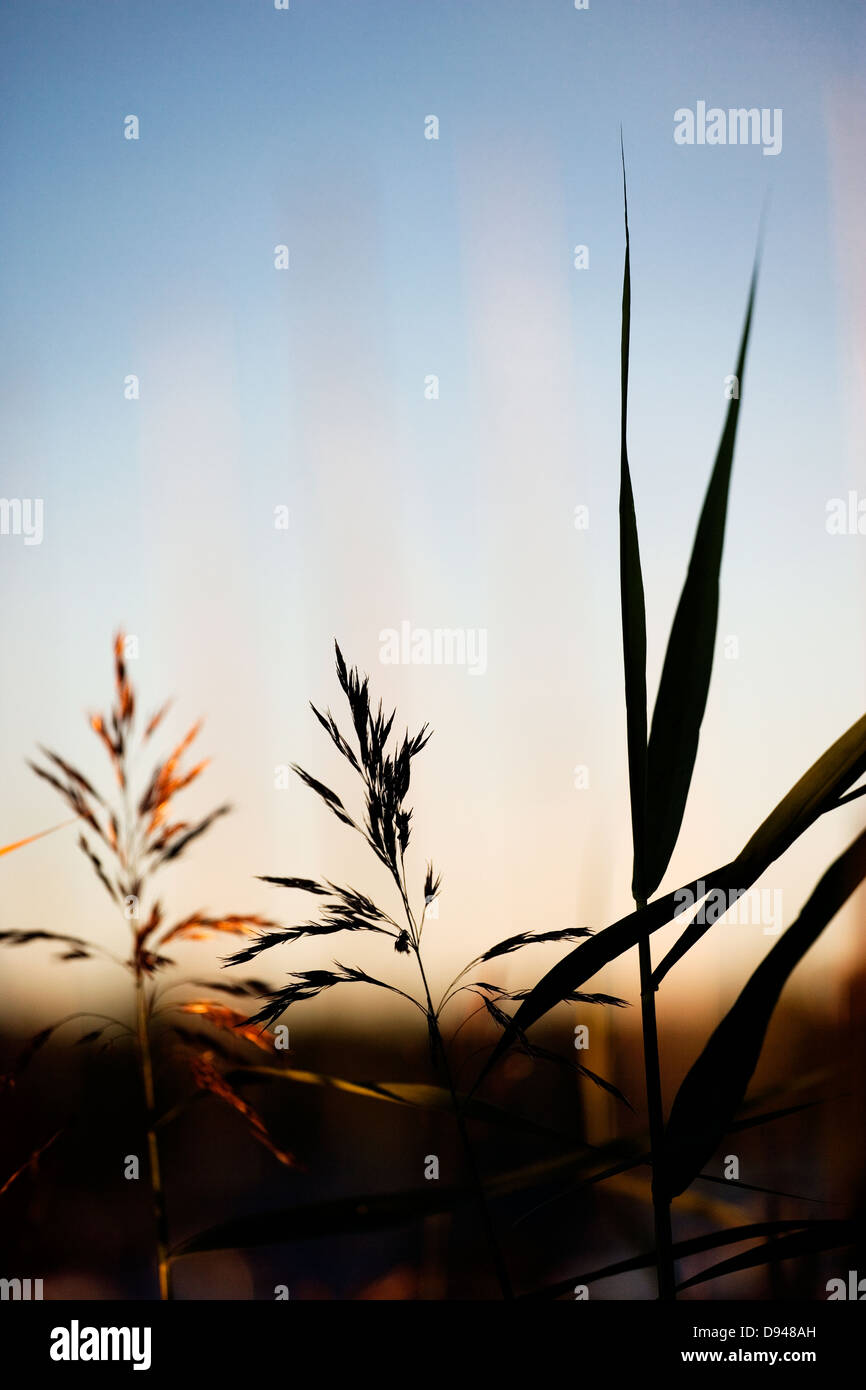 Blade of grass in the sunset, Sweden Stock Photo - Alamy