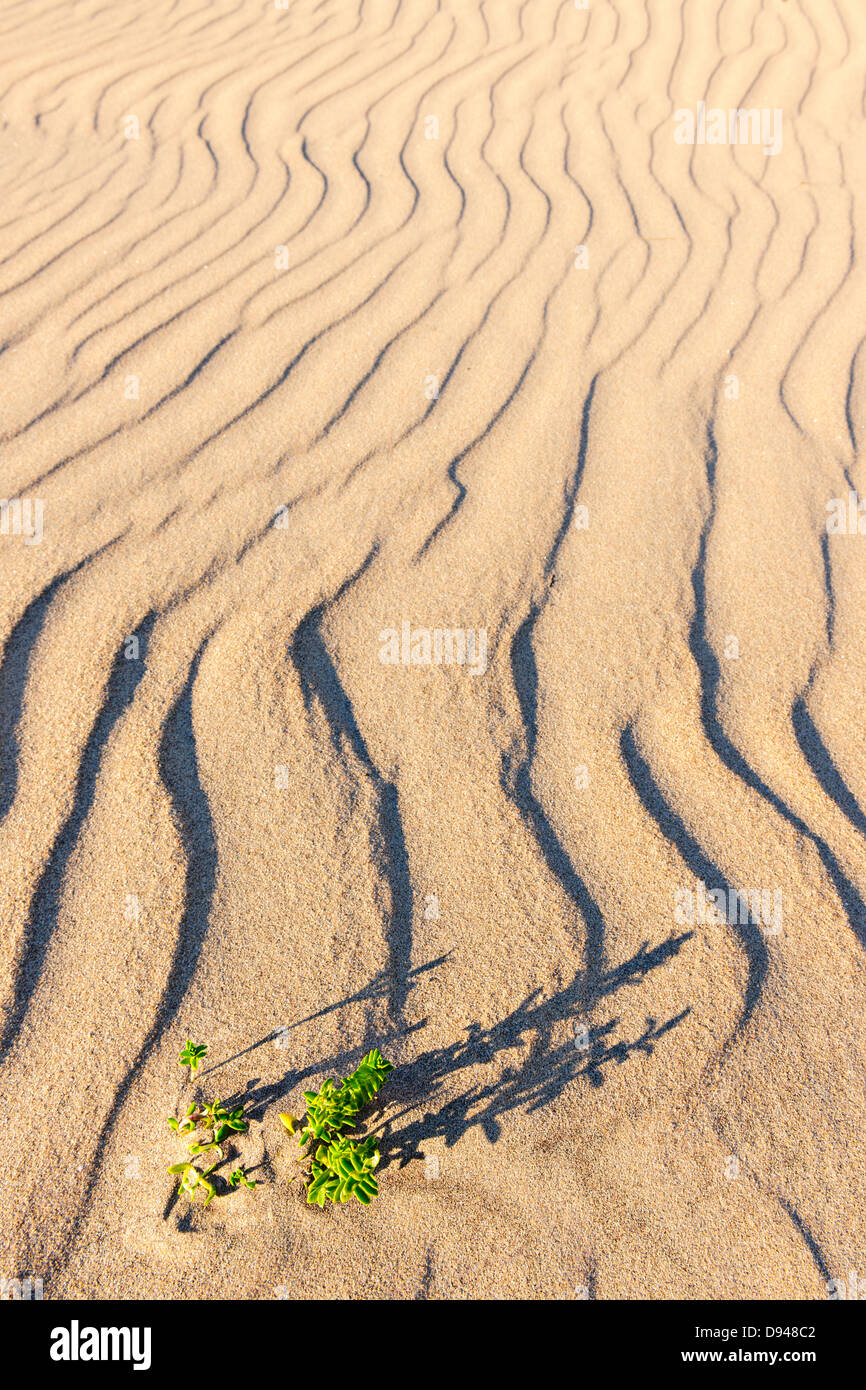 Pattern on sand Stock Photo - Alamy