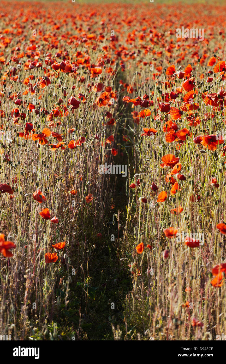 Track in field of poppies Stock Photo - Alamy