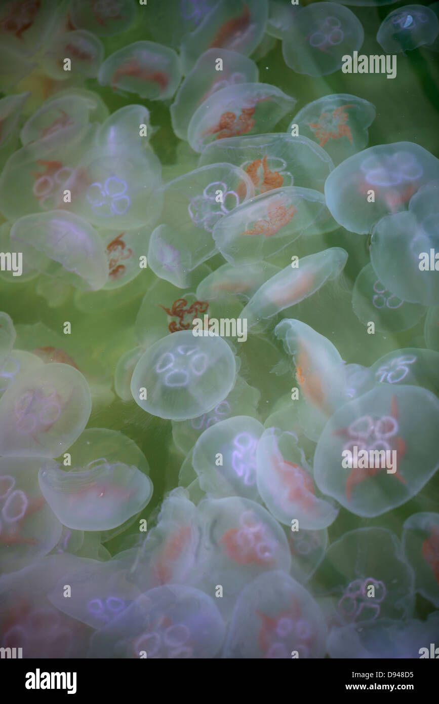 School of jellyfish Stock Photo - Alamy