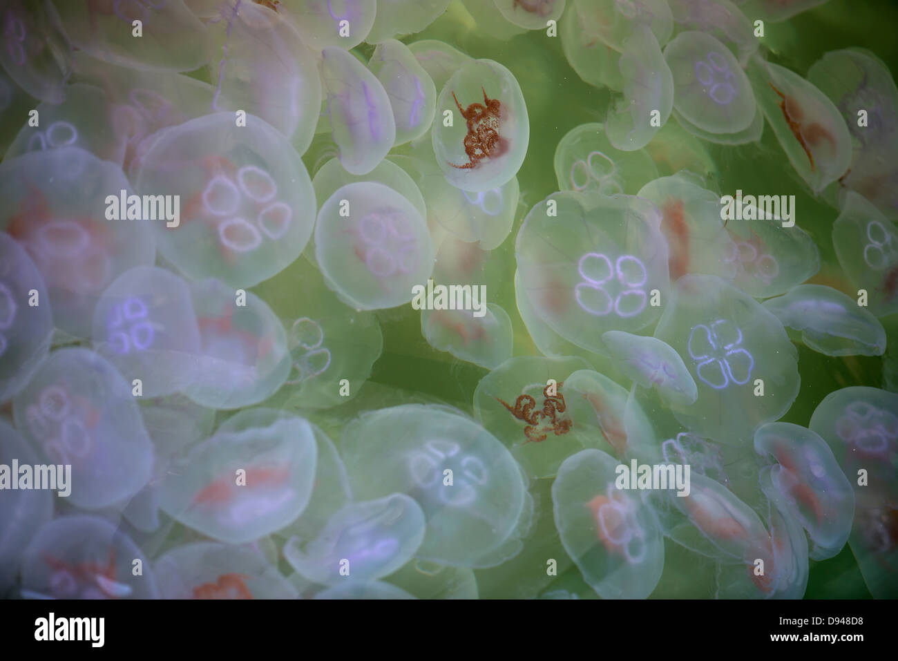 School of jellyfish hi-res stock photography and images - Alamy