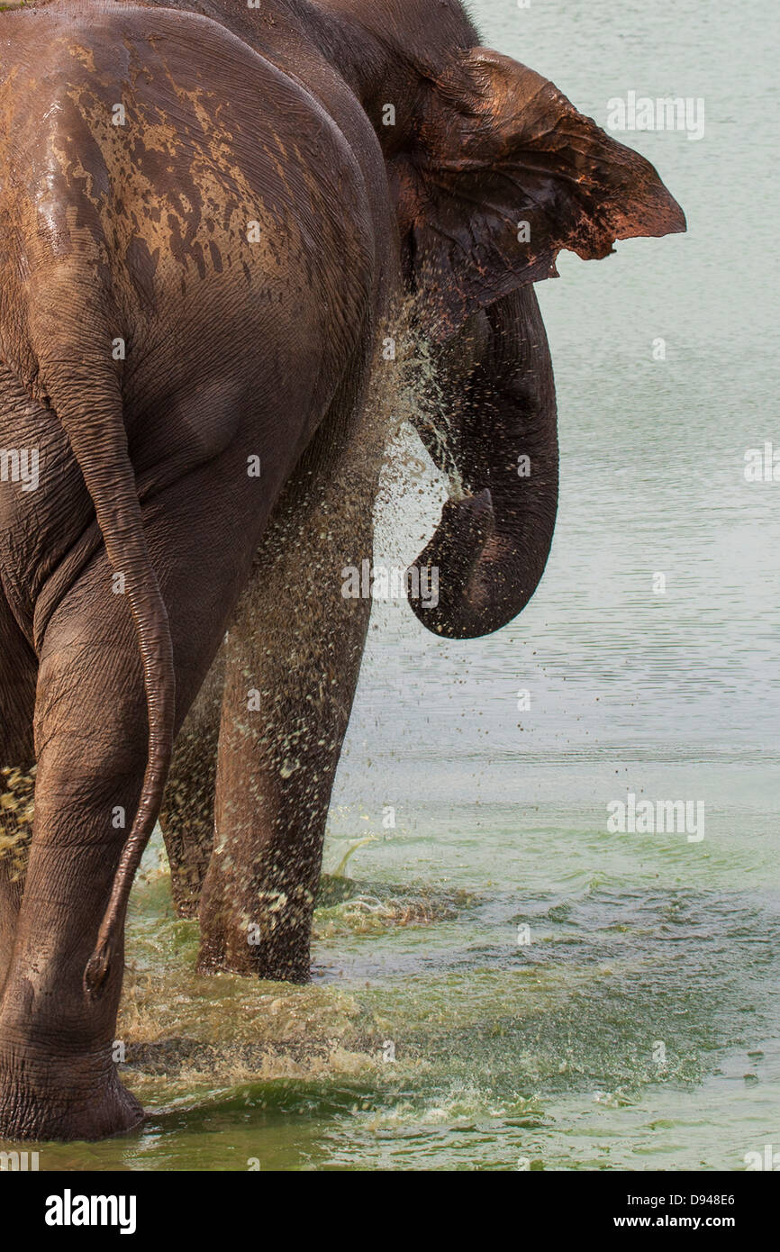 Elephant showering in puddle Stock Photo - Alamy