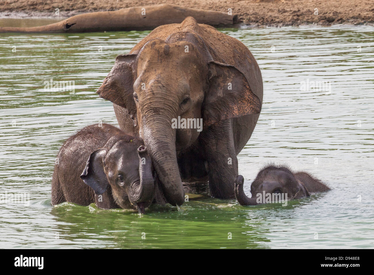 Elephants showering in puddle Stock Photo - Alamy