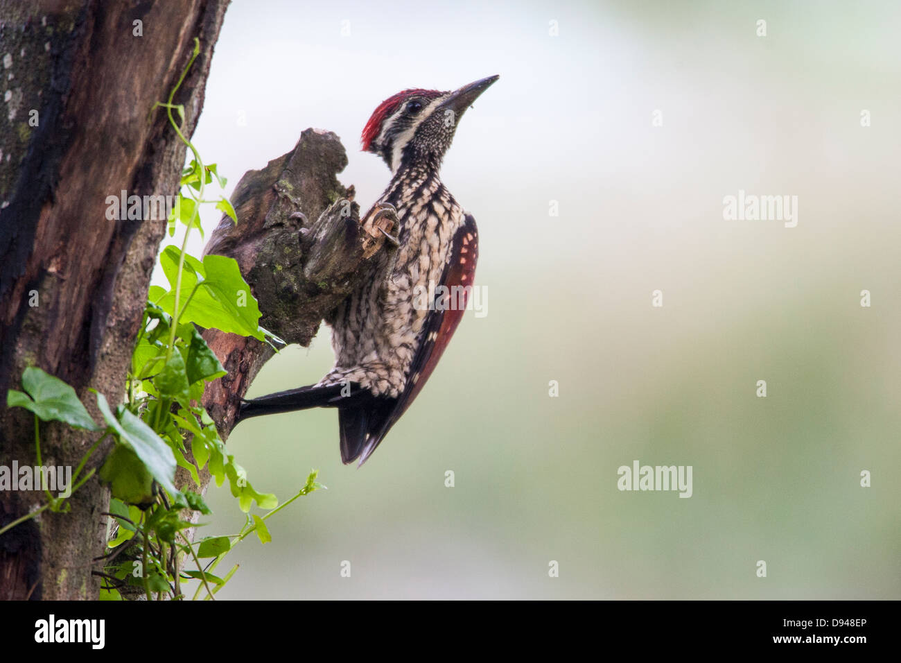 Woodpecker of sri lanka hi-res stock photography and images - Alamy