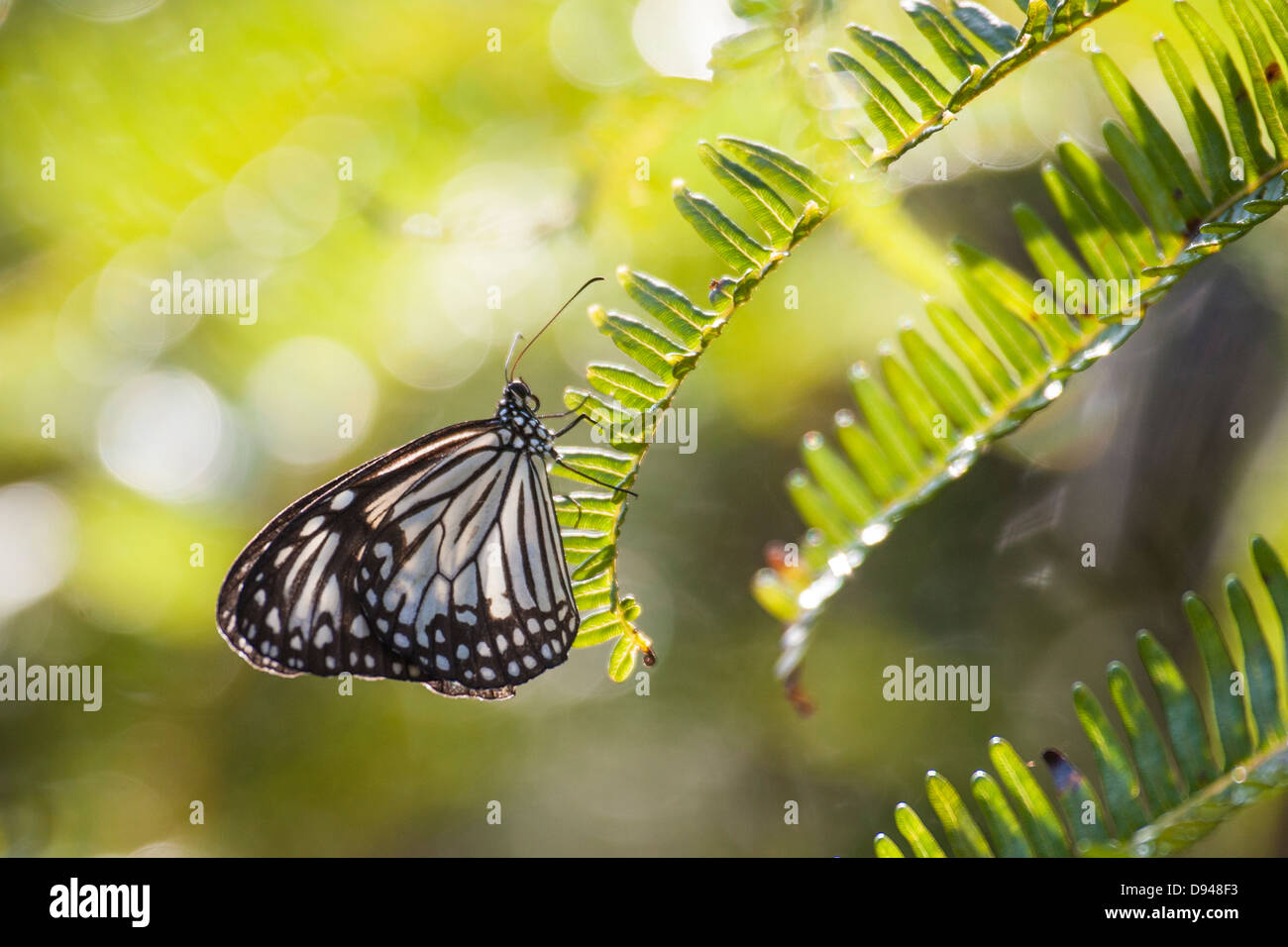 Butterfly on fern leaf, close-up Stock Photo - Alamy