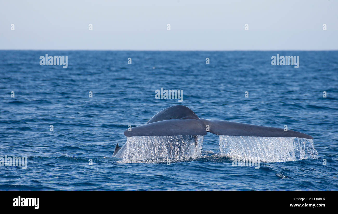 Blue whale tail hi-res stock photography and images - Alamy
