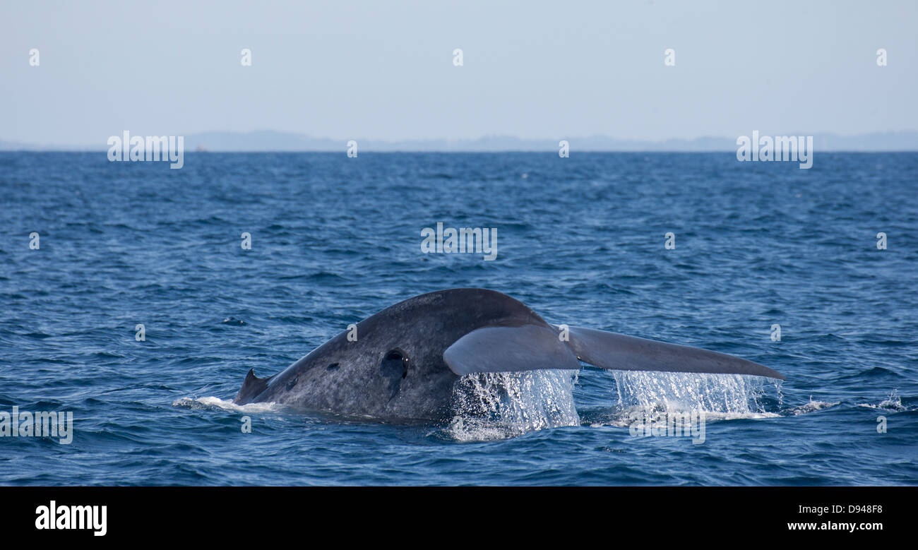 Blue whale tail Stock Photo - Alamy