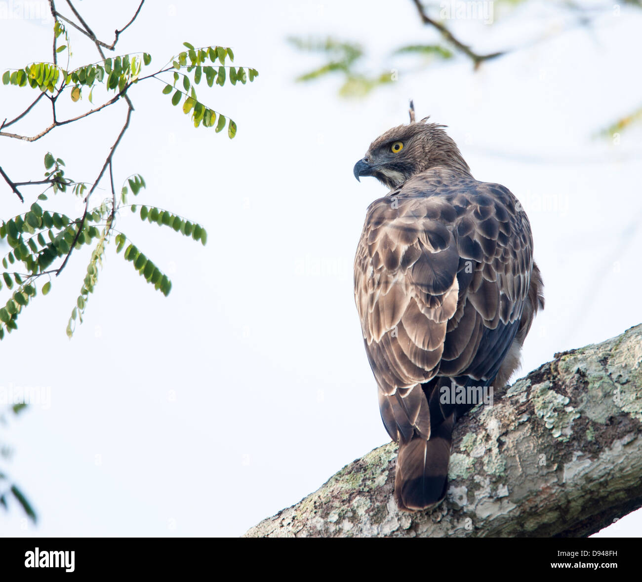Eagle and tails hi-res stock photography and images - Alamy