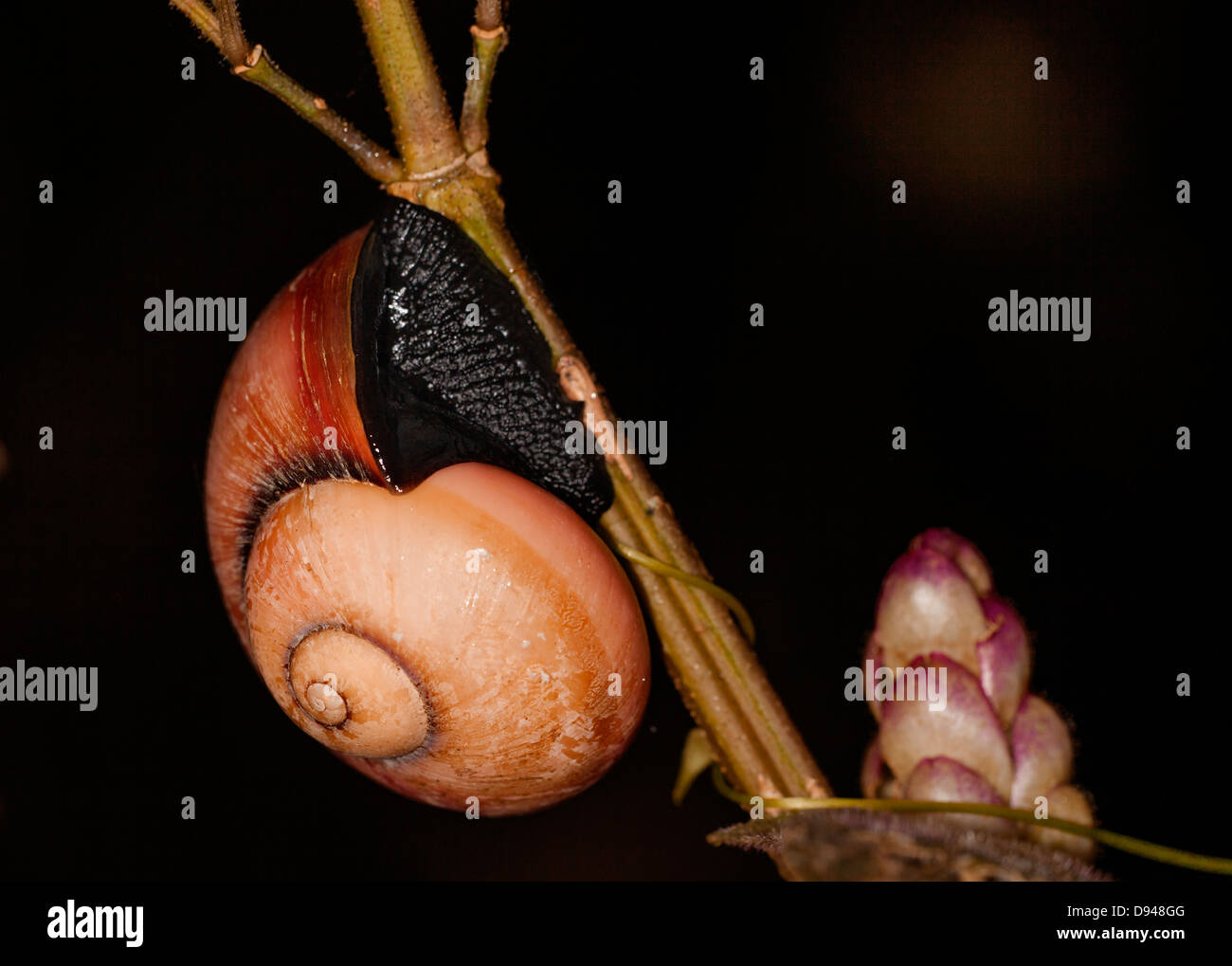 Close up snail hi-res stock photography and images - Alamy