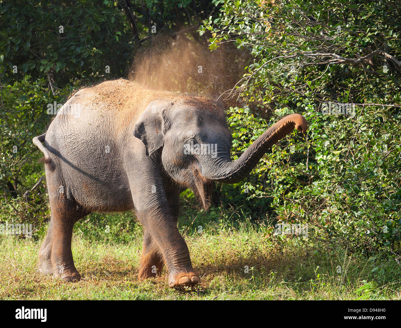 An asian elephant hi-res stock photography and images - Alamy