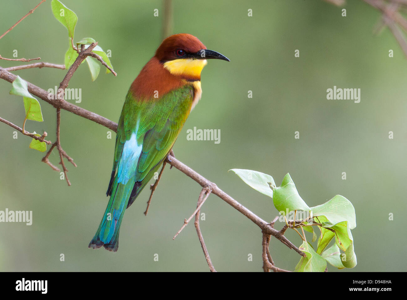 European bee eater Stock Photo - Alamy